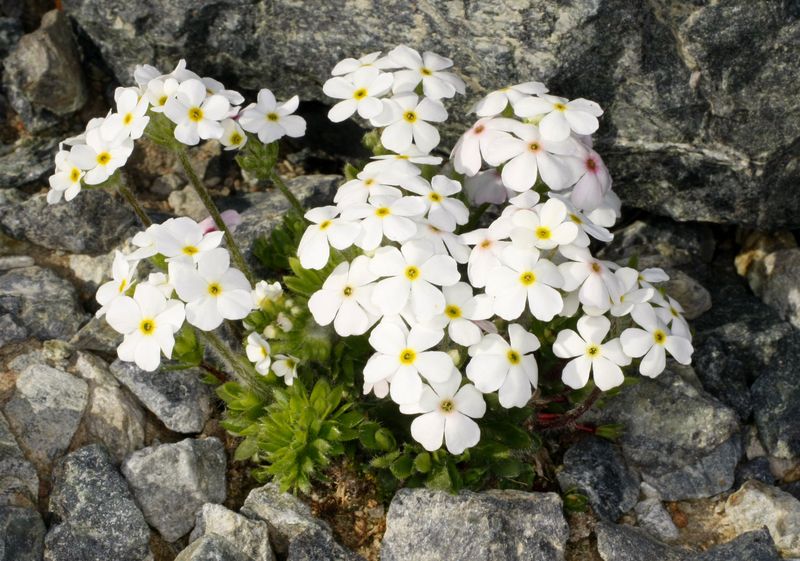 A-B - Alpine Plants
