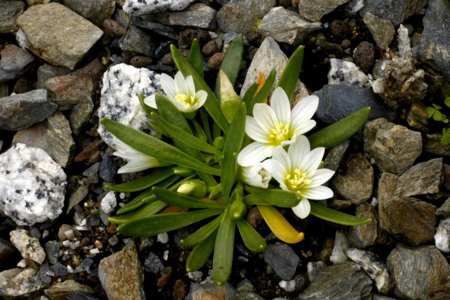 L-O - Alpine Plants