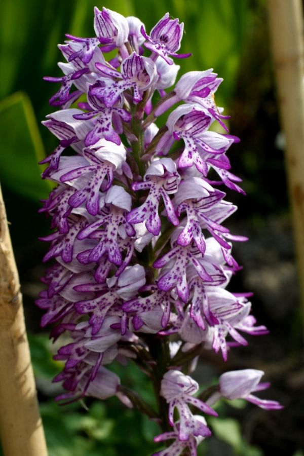 L-O - Alpine Plants