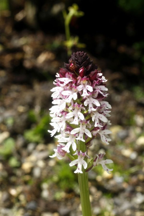 L-O - Alpine Plants